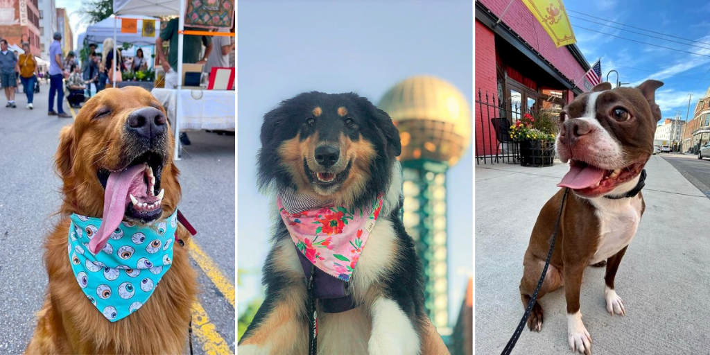 Dog's Day Out in Downtown Knoxville | Downtown Knoxville