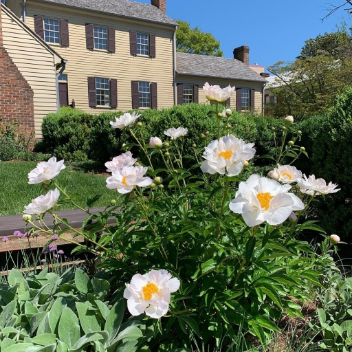 Blount Mansion | Downtown Knoxville